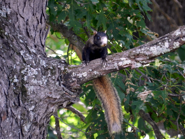 Blue Country Magic: Masked Face Fox Squirrel