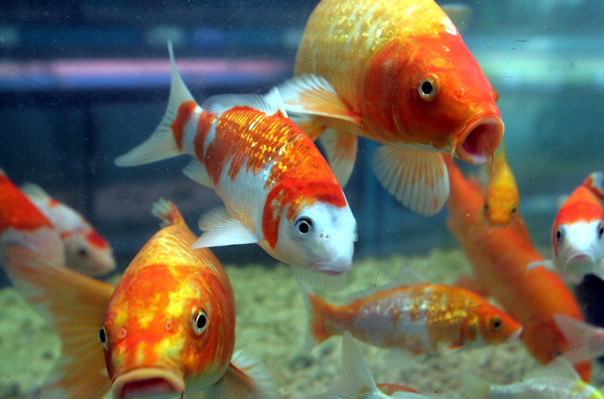 Peixes Ornamentais Brasileiros: Dezembro 2012