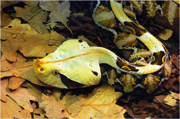 FOTO NATURA HUESCA 2: VÍBORA DEL GABÓN bitis gabonica, Duméril, Bibron ...