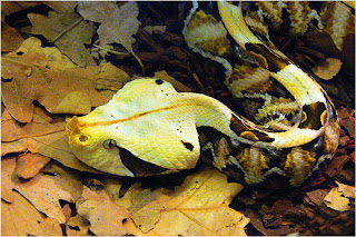 FOTO NATURA HUESCA 2: VÍBORA DEL GABÓN bitis gabonica, Duméril, Bibron ...