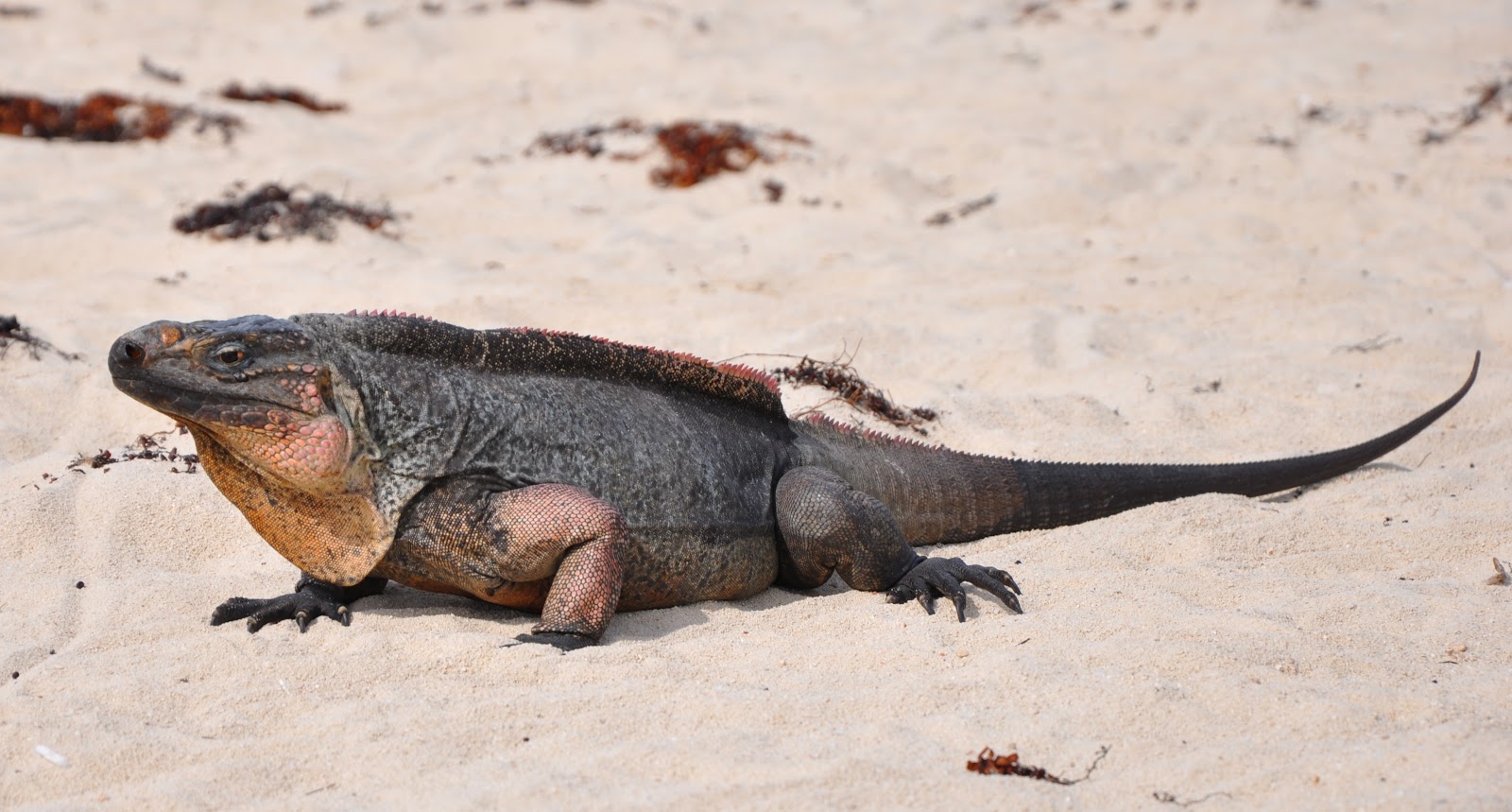 Des iguanes au rendez-vous! | La Jeannoise