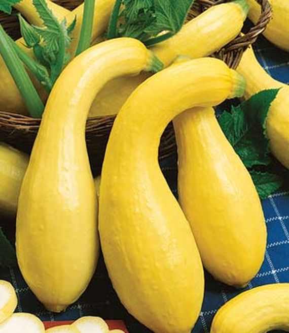 A Couple of Farmers At Maple Lawn Farm: Old Fashioned Squash Casserole