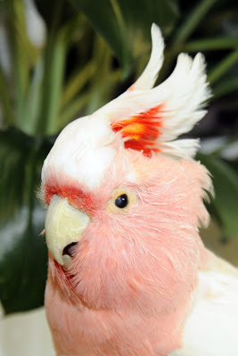 Every goddamn day: 06/08/23: Cookie the Cockatoo, Brookfield Zoo's ...