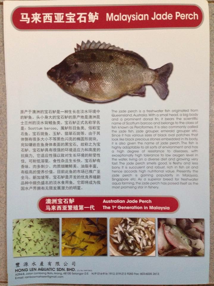 马来西亚 淡水翡翠鲈（宝石鲈）Jade Perch 买卖专站～ xP: March 2014