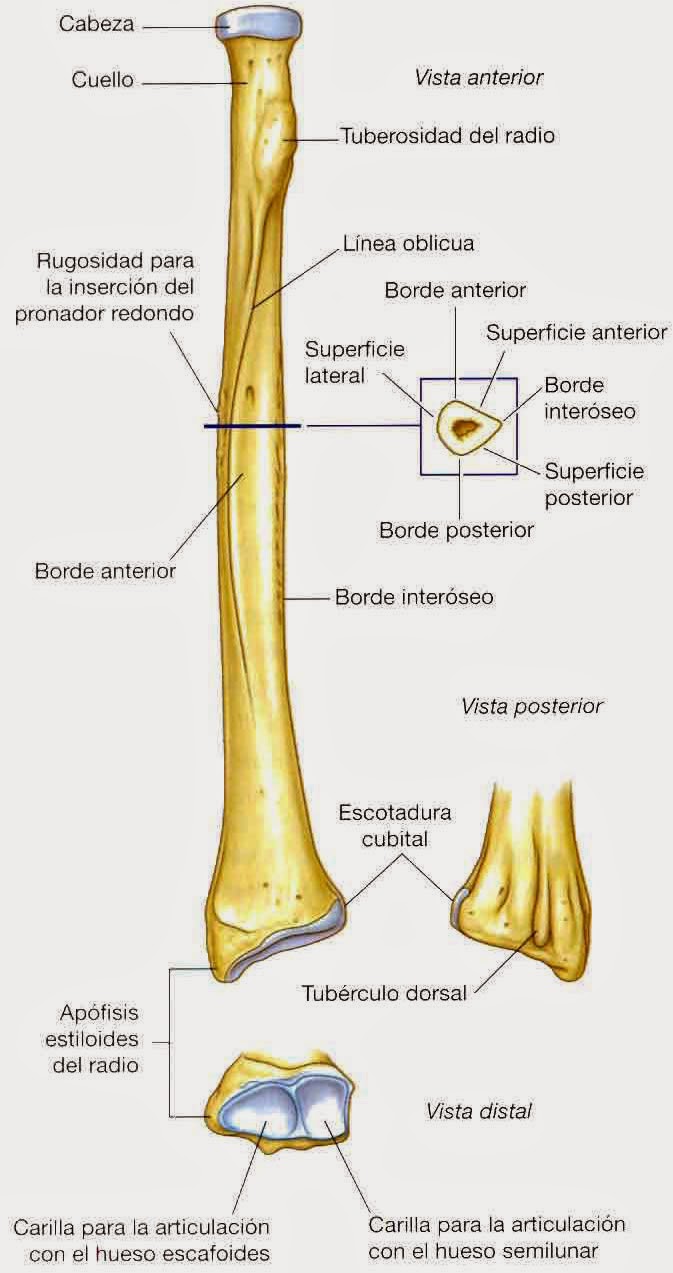 Anatomia P. F. : practice N°4