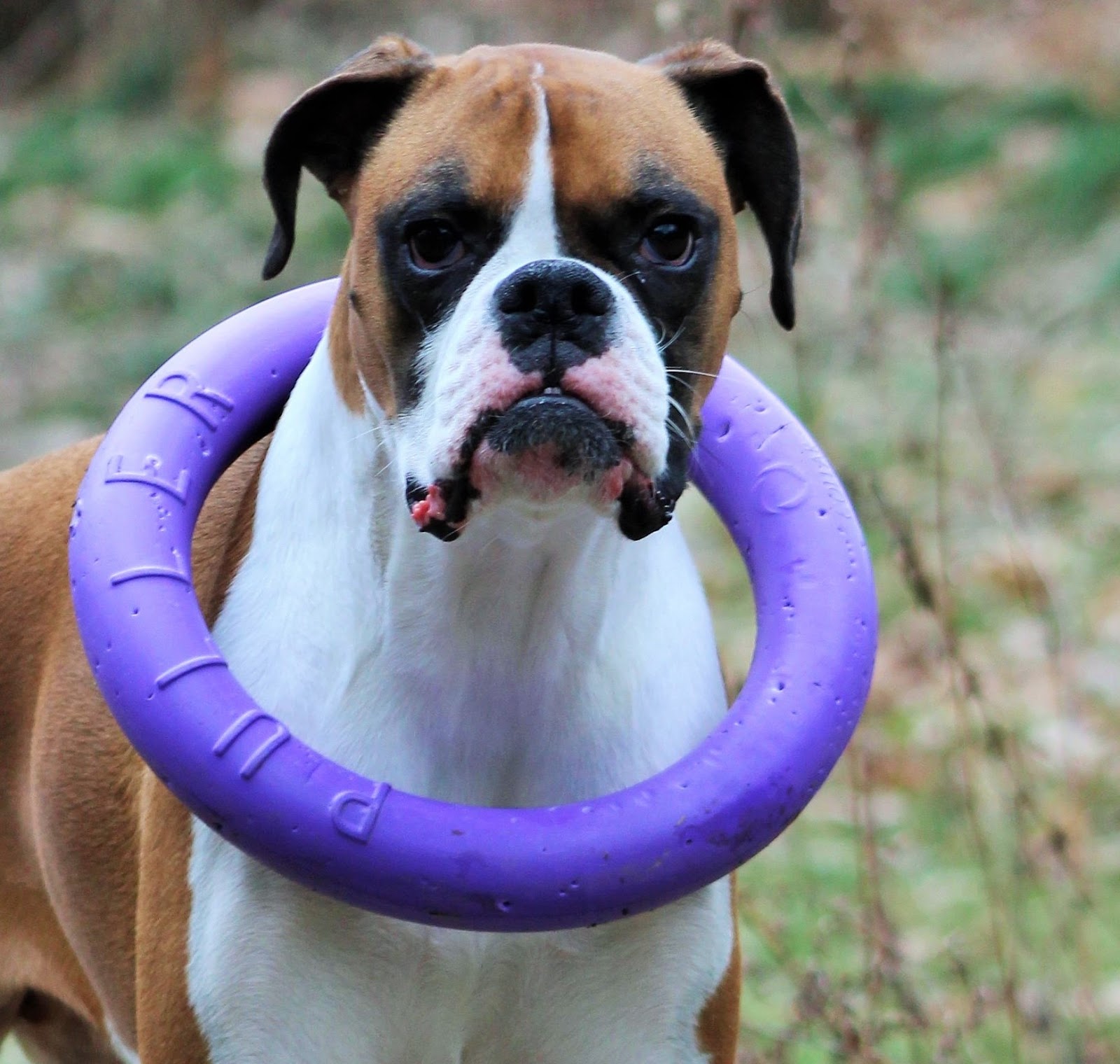 Dog Madness: Puller An Unique Interactive Training Device For A Healthy ...