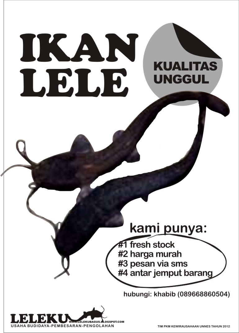INFORMASI SEPUTAR LELE