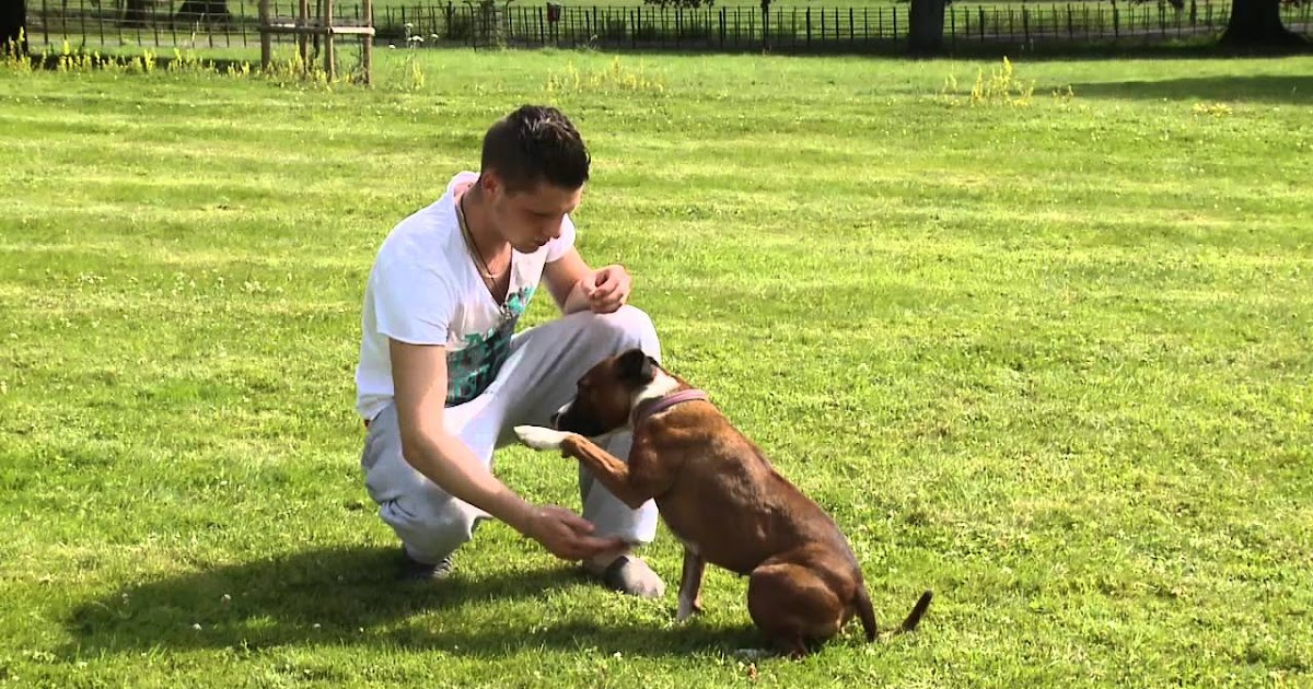 Teach your dog to wave