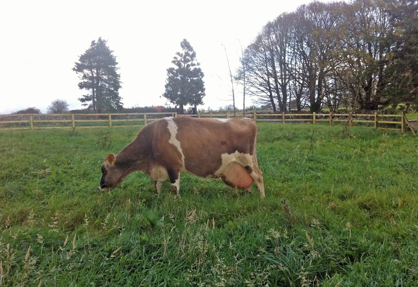 Go milk the cow...: Our jersey cow