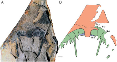 Sciency Thoughts: Pentecopterus decorahensis: A Eurypterid 'Sea ...