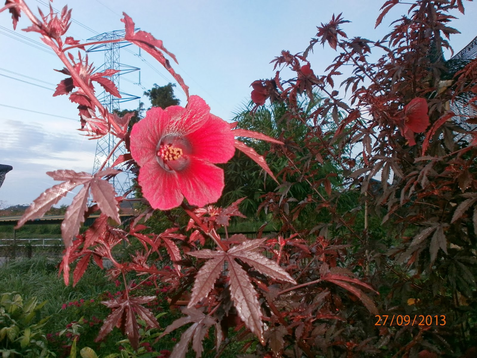 Rezeki Rayyan Nurseri: BUNGA RAYA MAROON