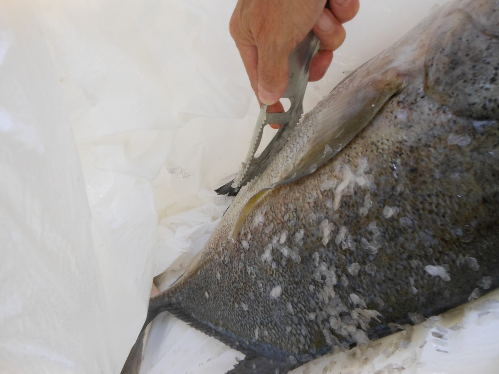 The Gourmet Diabetic: Papio Baked in Salt