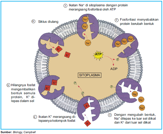 first pharmacist: Transpor Aktif