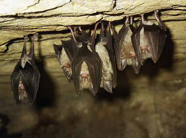 UN POCO DE AQUI,UN POCO DE ALLI: VA DE ANIMALES: LOS MURCIELAGOS