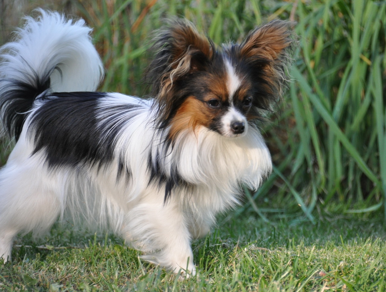 Road's End Papillons : Available Papillon Girl