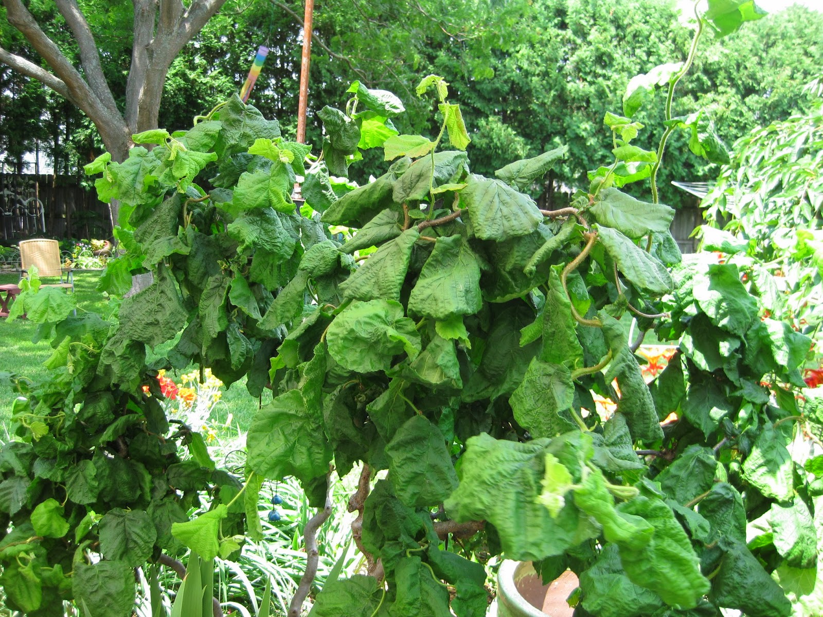 Rotary Botanical Gardens - Hort Blog: Garden Contortion