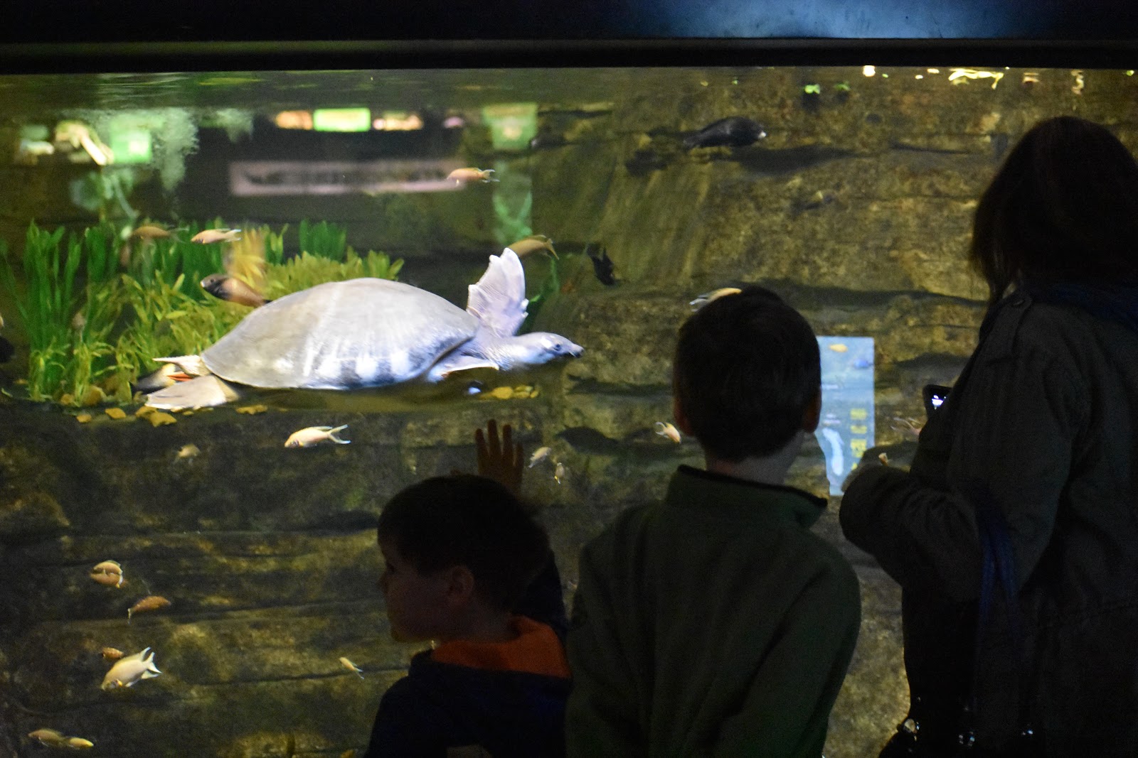 Figuring It Out 101: Milwaukee County Zoo, Milwaukee Wisconsin