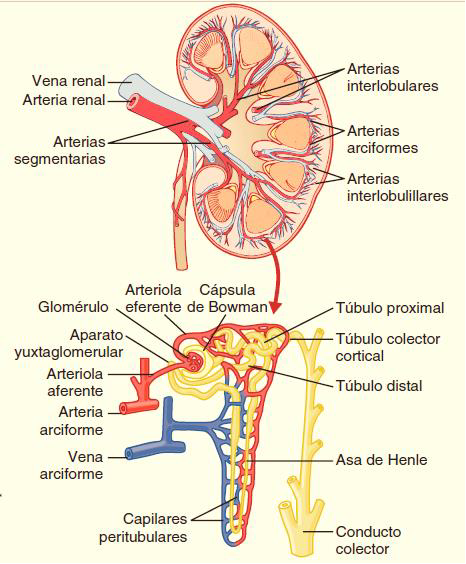 Modelo De Capilares Peritubulares PARCIAL 2 FISIOLOGÍA I 2do