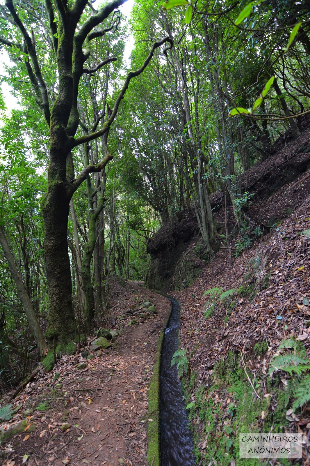 Caminheiros Anónimos Levadas da Madeira : Levada Grande (Achadas da Cruz)