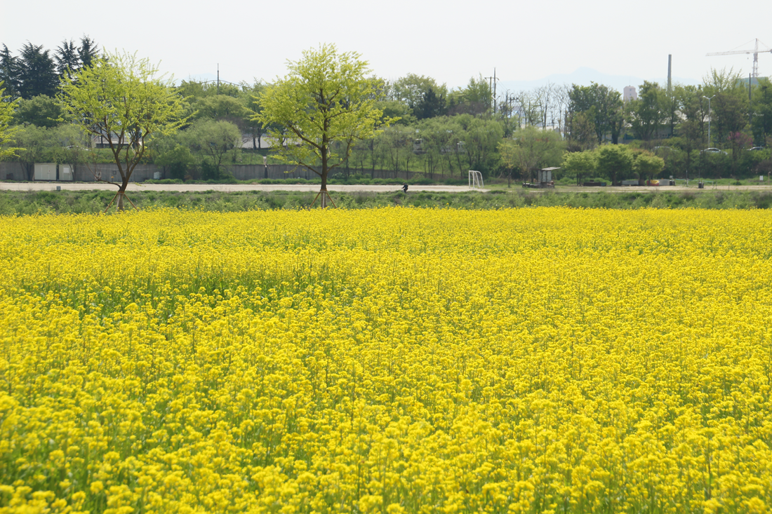 Spring Scenery of Yellow Canola Flower Fields in Hajungdo Island of ...