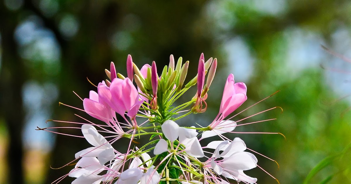 Q' Planta é Essa?: Mussambê ou Sete-Marias