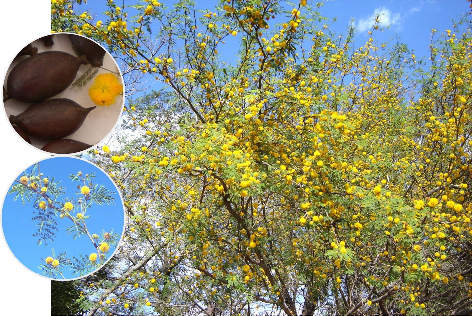 v e r d e c h a c o: Aromito