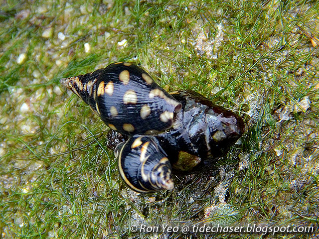 tHE tiDE cHAsER: Dove Snails (Phylum Mollusca: Family Columbellidae) of ...