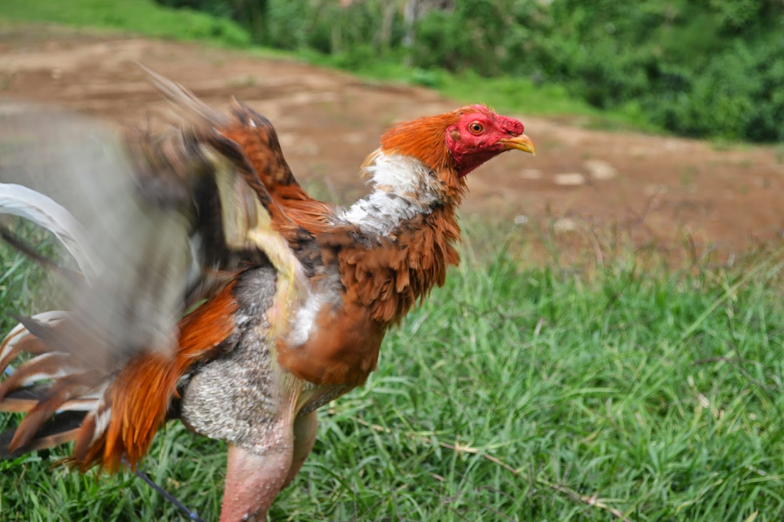 Vecinos Pereira: El Otoño: crían gallos para ganarle al mundo