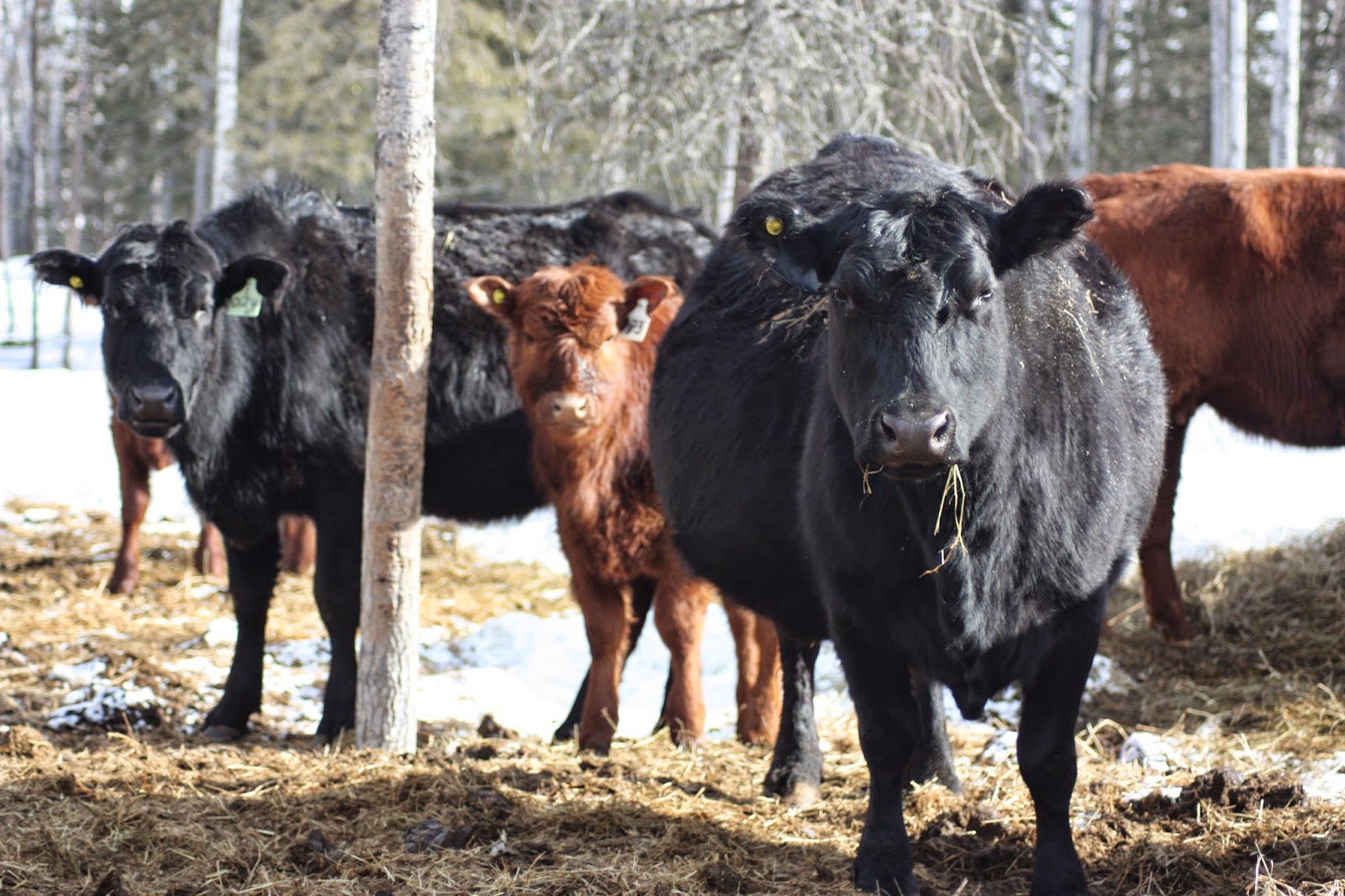 Predator Friendly Ranching : Bits and Pieces