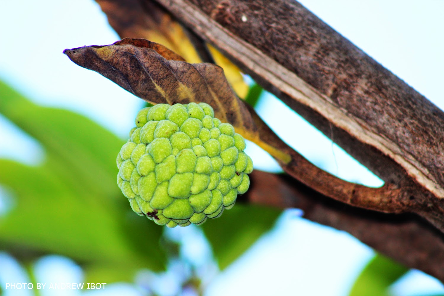 Ako si ANDREW IBOT!: Atis (Sugar apple, Sweet sop)
