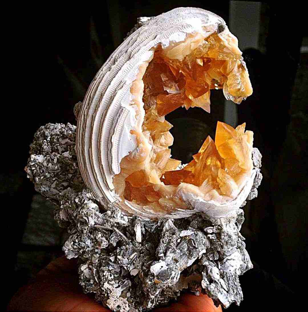 Calcite Fossilized Clams Collecting in Florida - Geology In