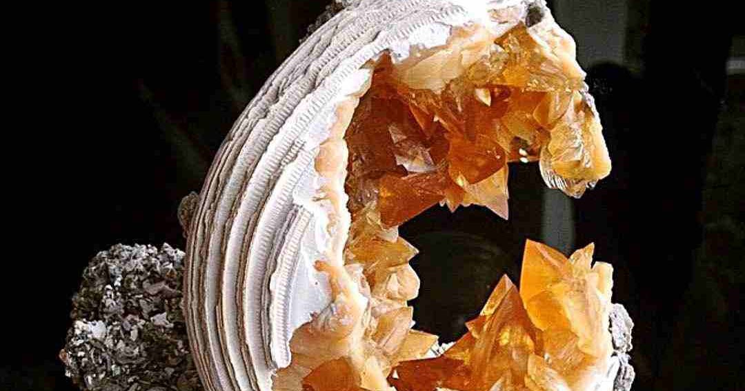 Calcite Fossilized Clams Collecting in Florida - Geology In