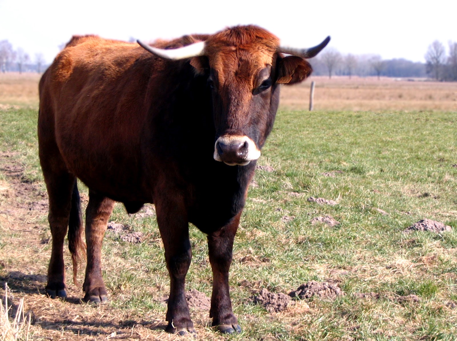 Weert en natuur: Limia runderen
