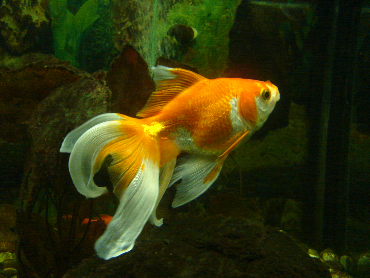 Pawsible Marketing Blog: Top pet industry trends for 2013