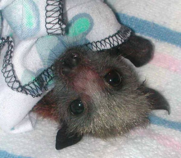 White Wolf : Nursing an Orphaned Fruit Bat (Video)