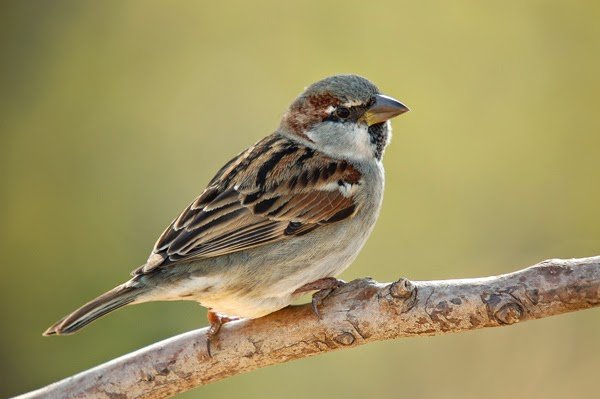 Piruja: Leyenda del Gorrion