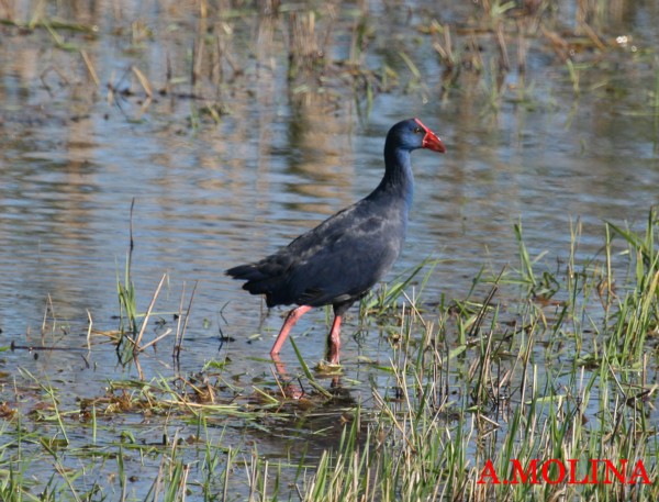 Aves de Aragón : Calamón común