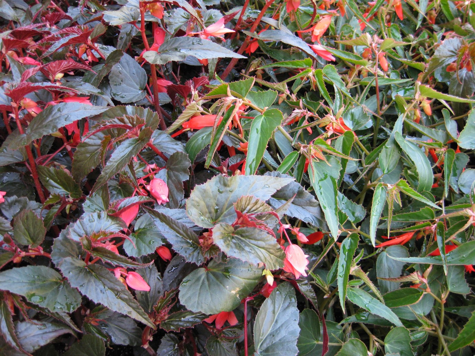 Rotary Botanical Gardens - Hort Blog: Brilliant Begonias for the Basket