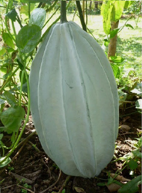 Agro D'surext: Fluted pumpkin (Telfaria occidentalis), dry season money ...