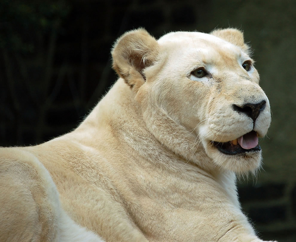Ξωτικό: Από τα μυθικά Μαύρα Λιοντάρια μέχρι τα υπέροχα υβρίδια τους ...