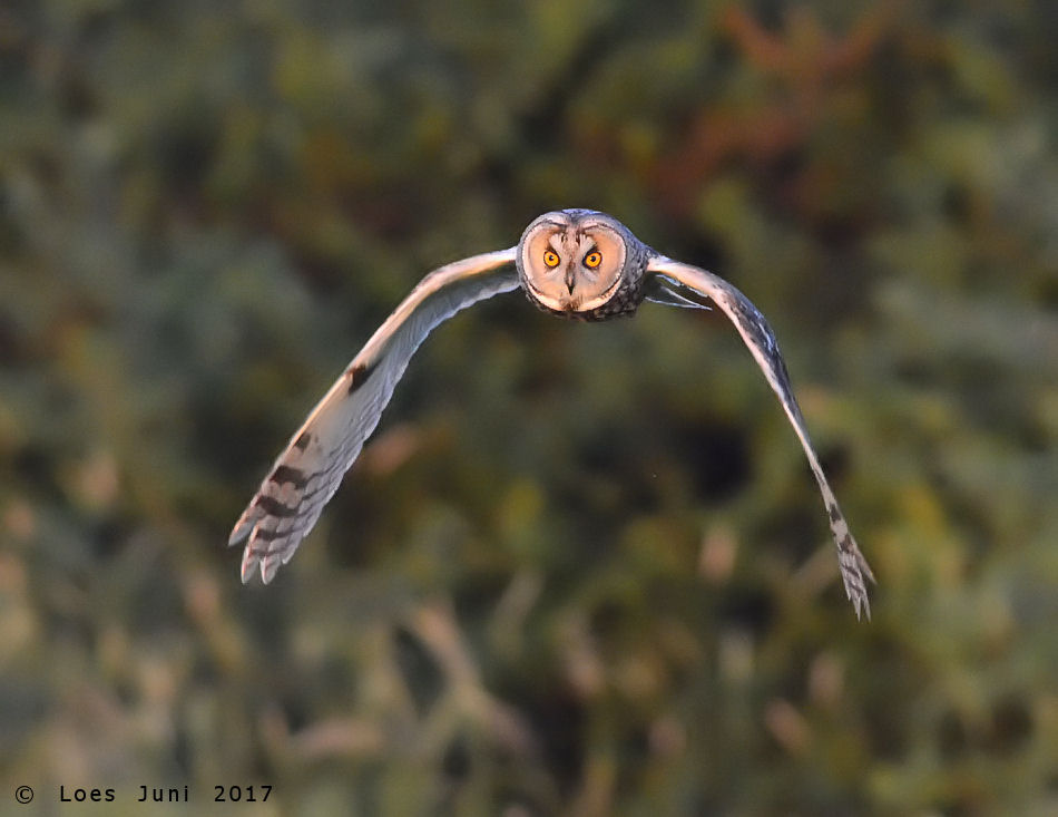 Loes Willebrand: Ransuil