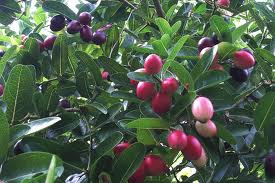 DIET WHAT IT REALLY MEANS!!!!!!!!: All About Karvanda(karonda)