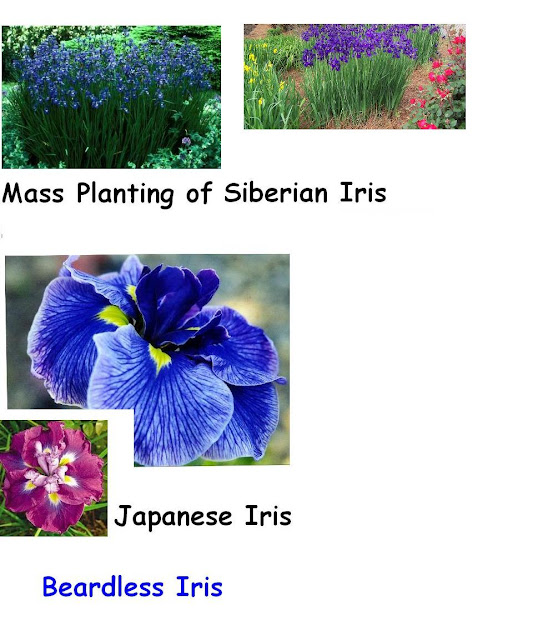 Hametownshoppes Gardener: Iris Come In Many Shapes, Types, and Color ...