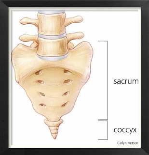 ! PALABRAS INTERESANTES, HERMOSAS, RARAS Y DIVERTIDAS: CÓCCIX ...