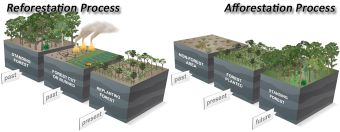 Reforestation Definition