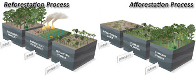 Geoengineering: a crumbling world or a bright future? : Afforestation ...