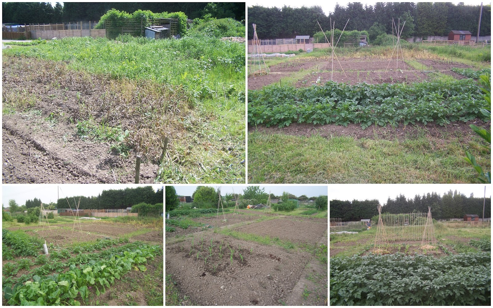 Our Plot at Green Lane Allotments: Clearing an overgrown plot - plot 5