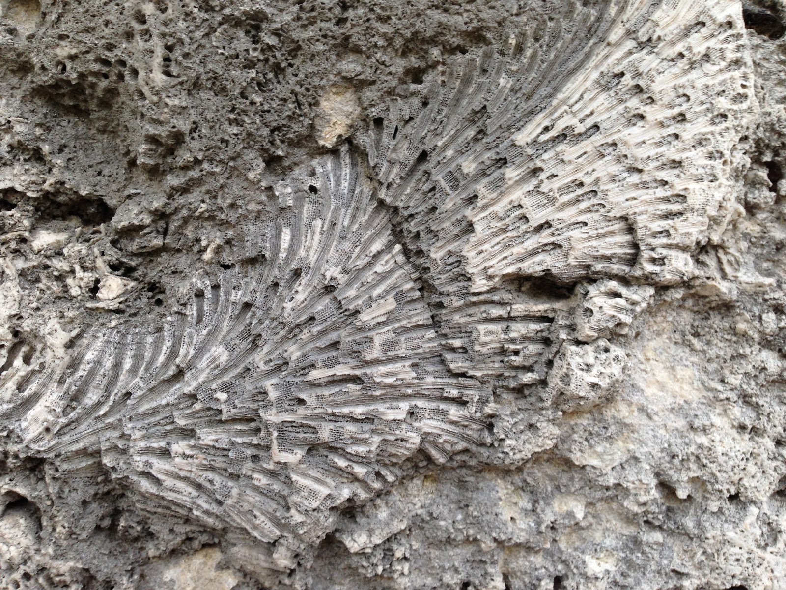 Windley Fossil Reef