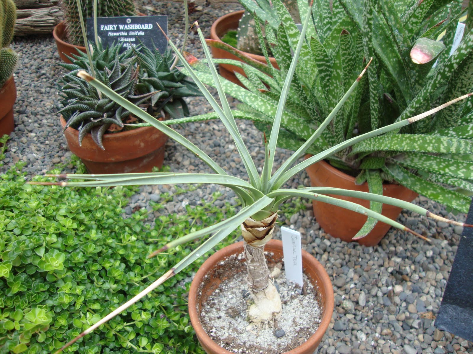 danger garden: The Friends of Manito Plant Sale