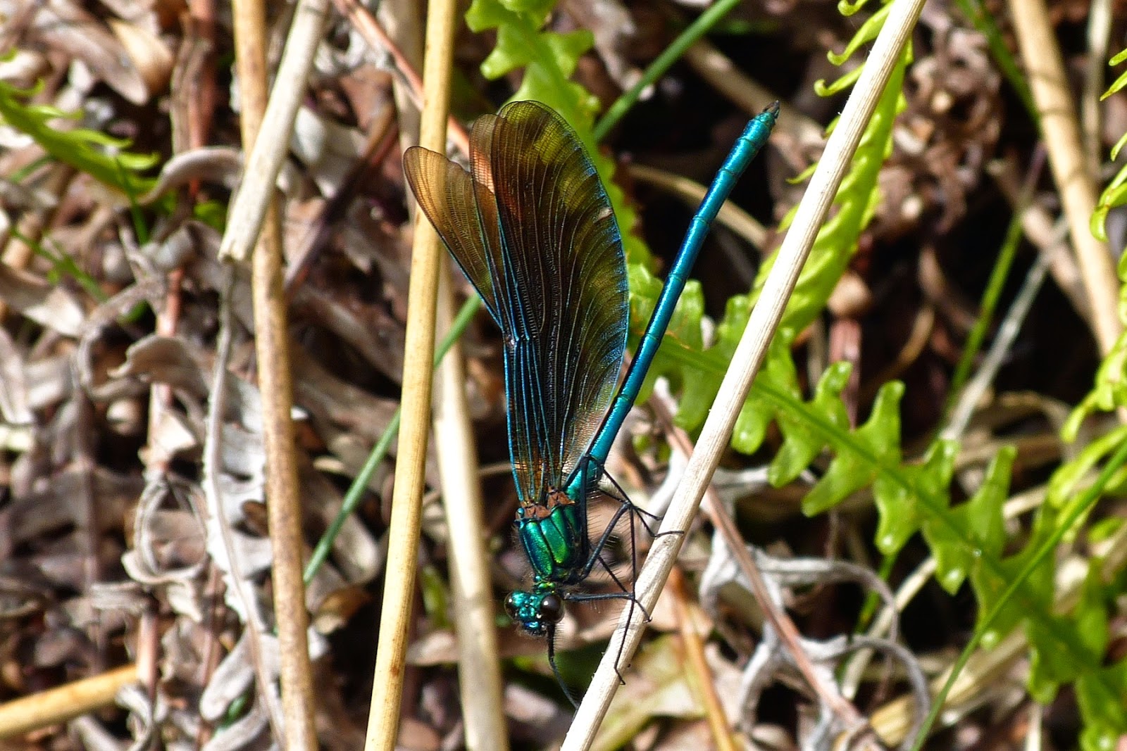 A Kilchoan Diary: Early Summer Insects